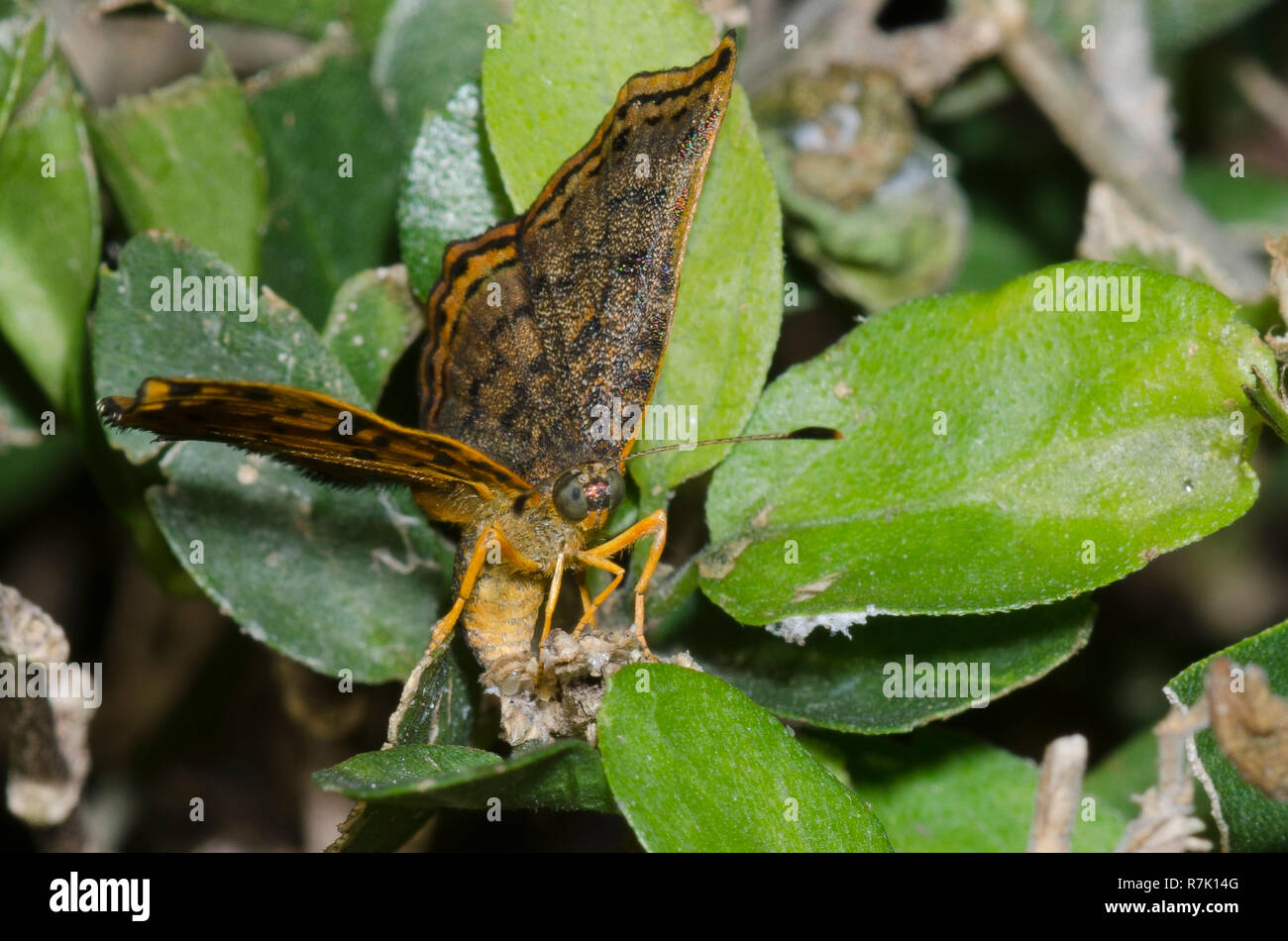 Shiny hackberry hi-res stock photography and images - Alamy