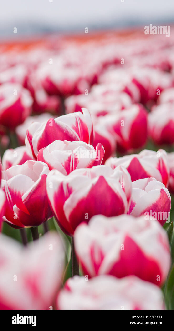 Beautiful tulips in a Dutch landscape. Photographed from different ...