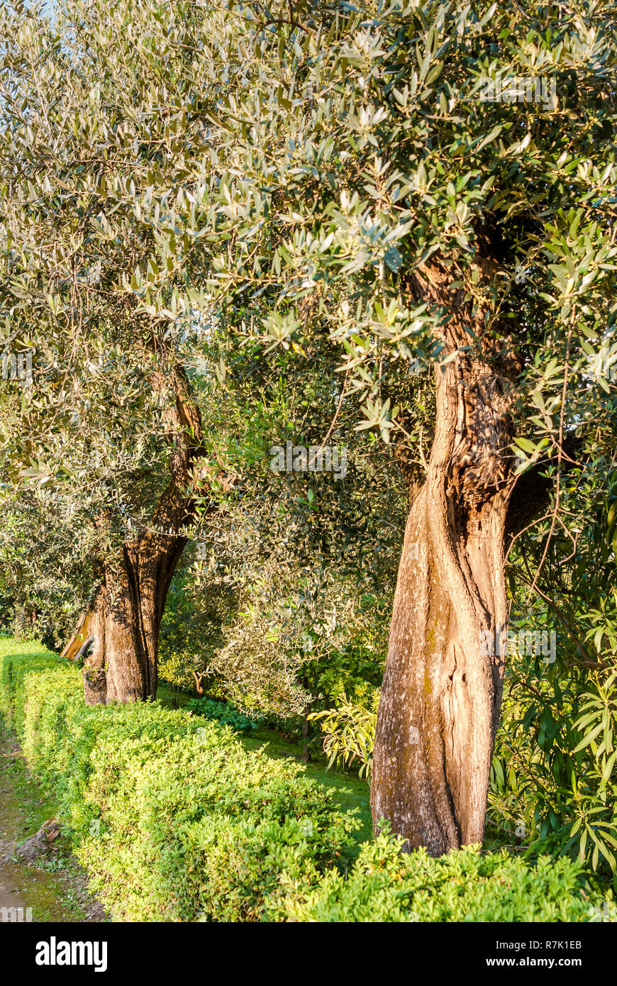 Old olive trees with leaves of old Roman excavation in rome, Italy ...