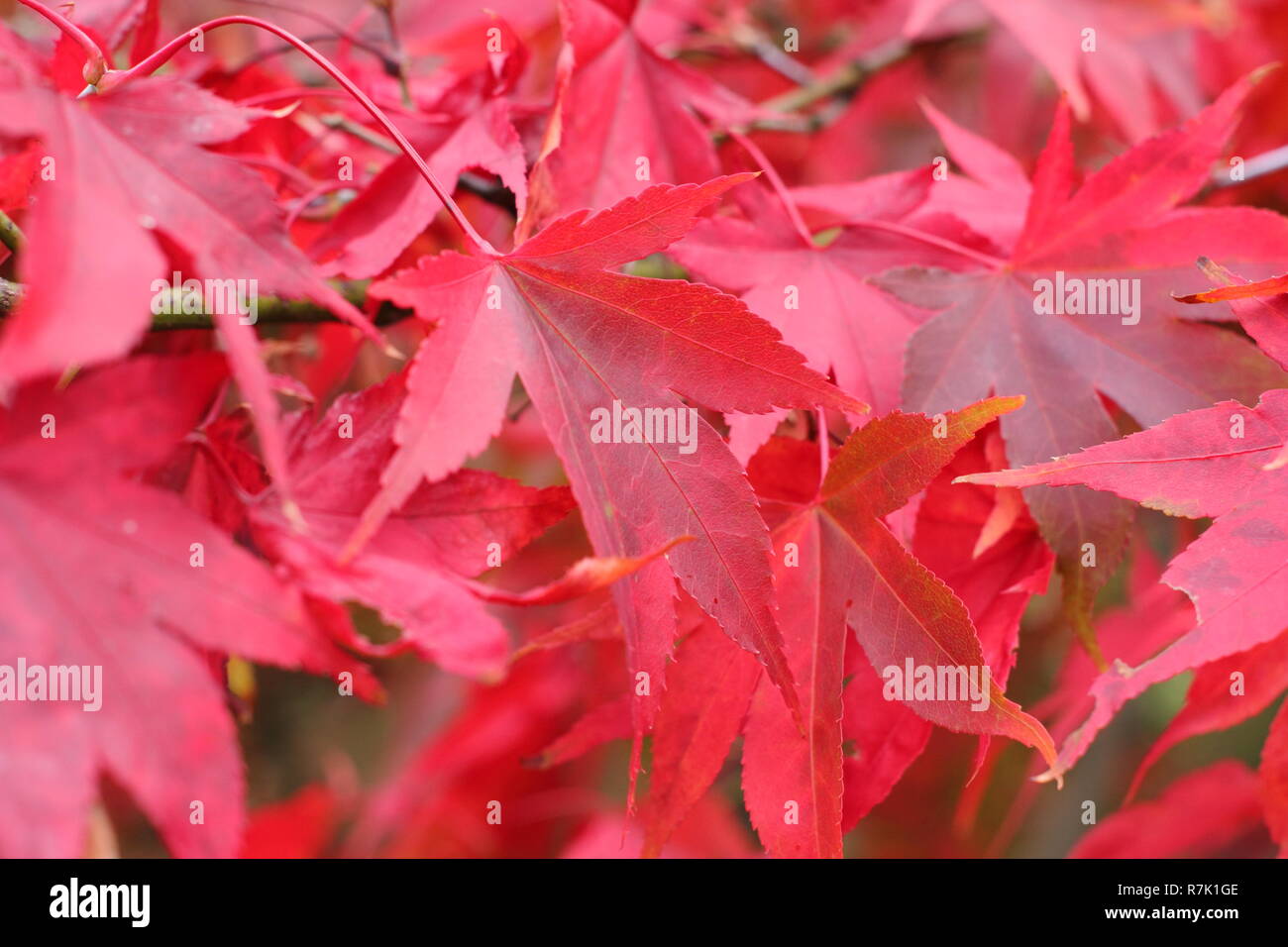 Acer palmatum 'Matsukaze' displaying autumn colours, UK garden Stock ...