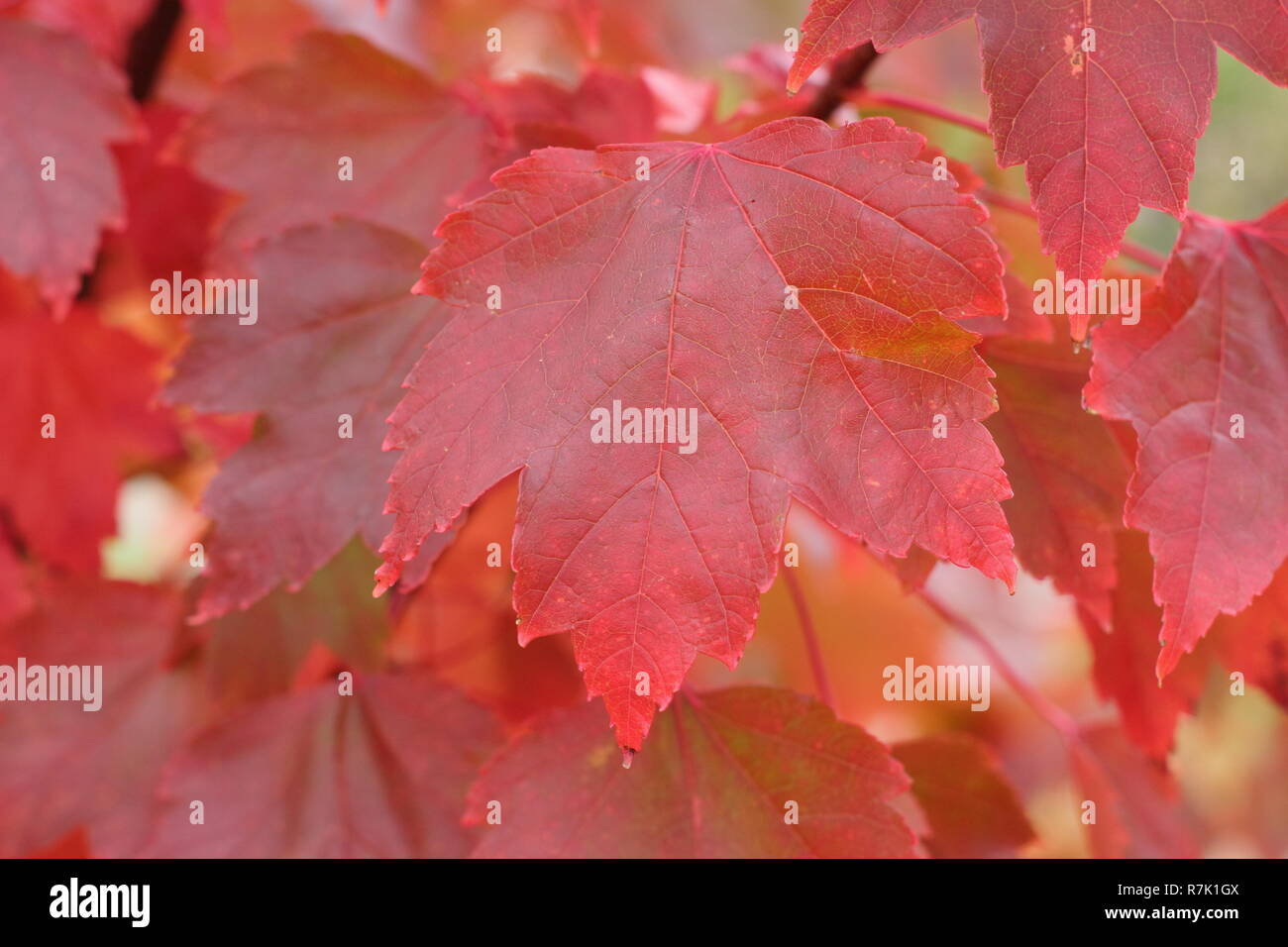 Acer rubrum 'Brandywine'. Brandywine Red Maple tree showing autumn ...