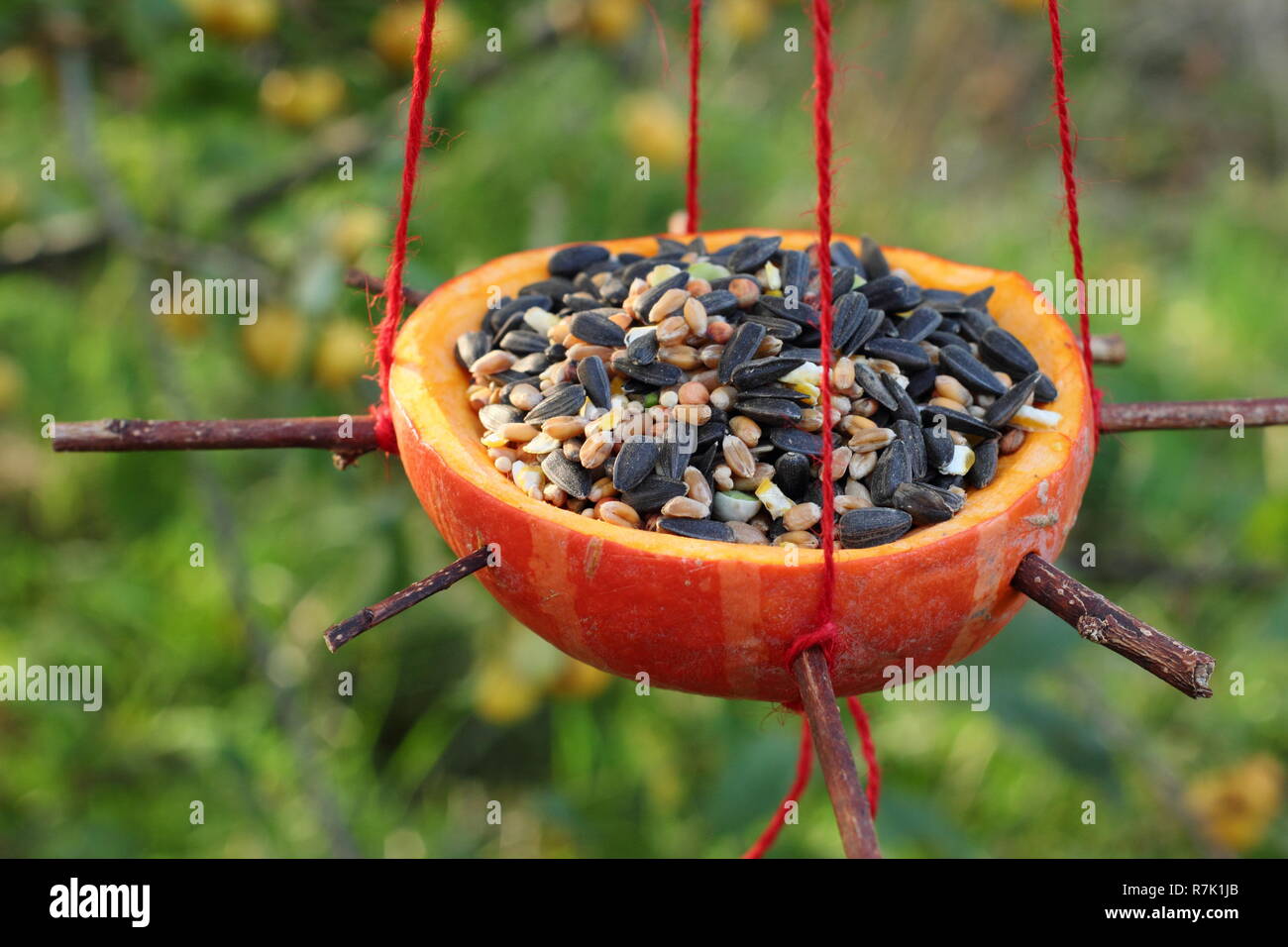 Homemade pumpkin bird feeder stuffed with seeds in an autumn garden, UK ...