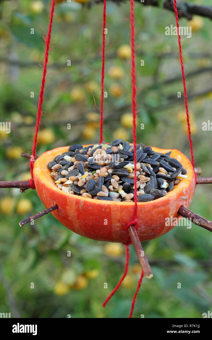 Homemade pumpkin bird feeder stuffed with seeds in an autumn garden, UK ...