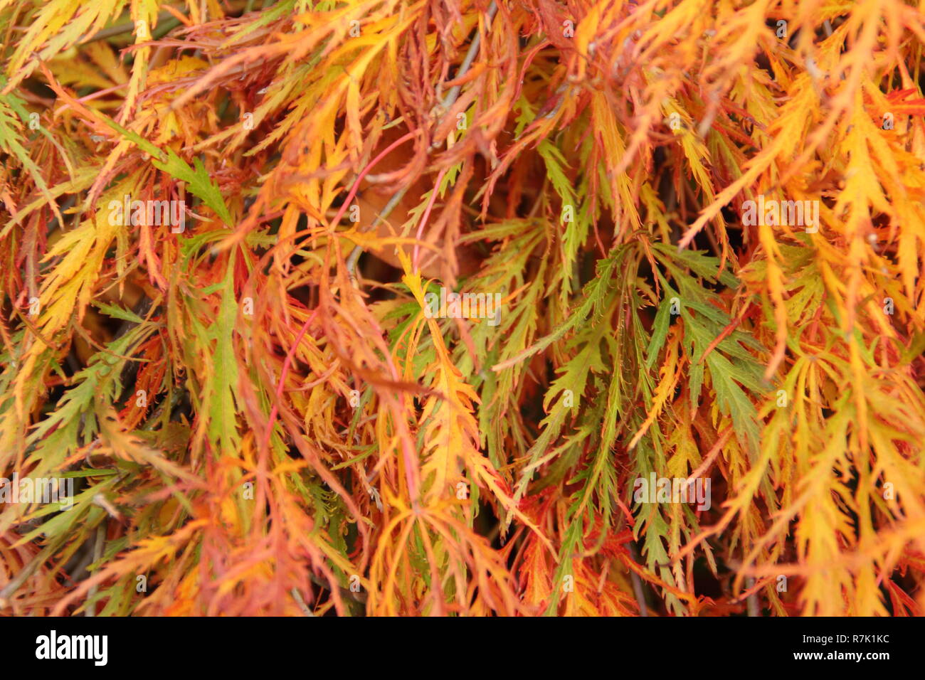 Acer palmatum dissectum atropurpureum hi-res stock photography and ...