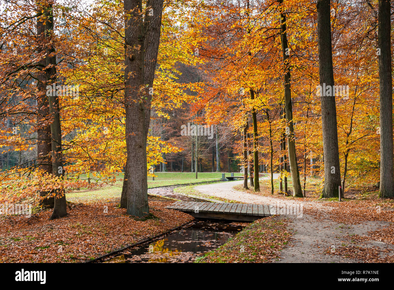 autumn forest with colorful leaves in the woods of the Royal park in ...