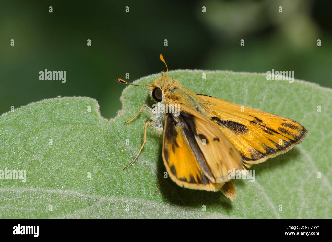 Fiery Skipper, Hylephila phyleus, male Stock Photo - Alamy
