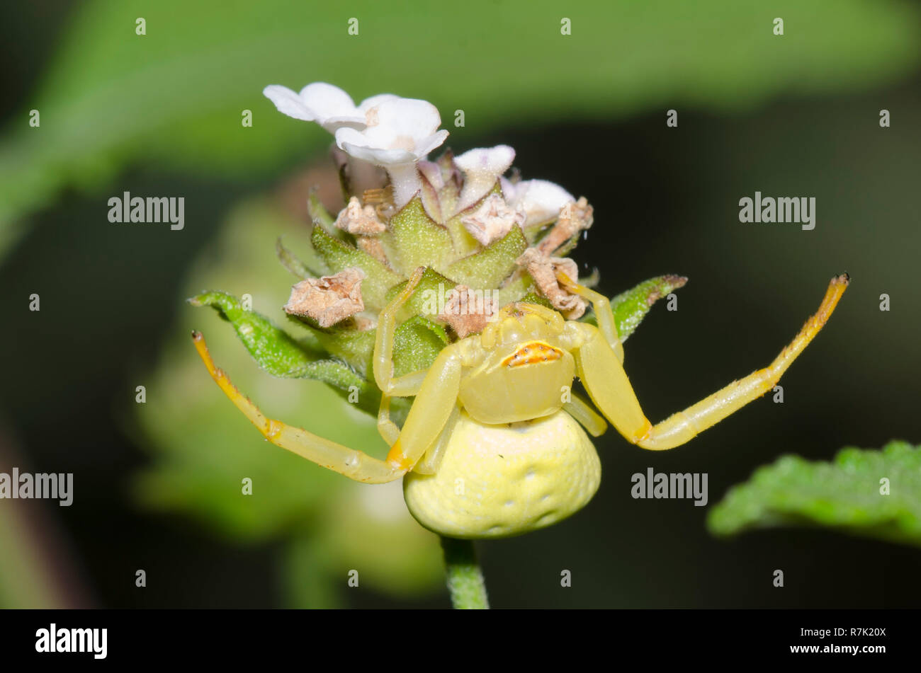 Thomisidae hi-res stock photography and images - Alamy
