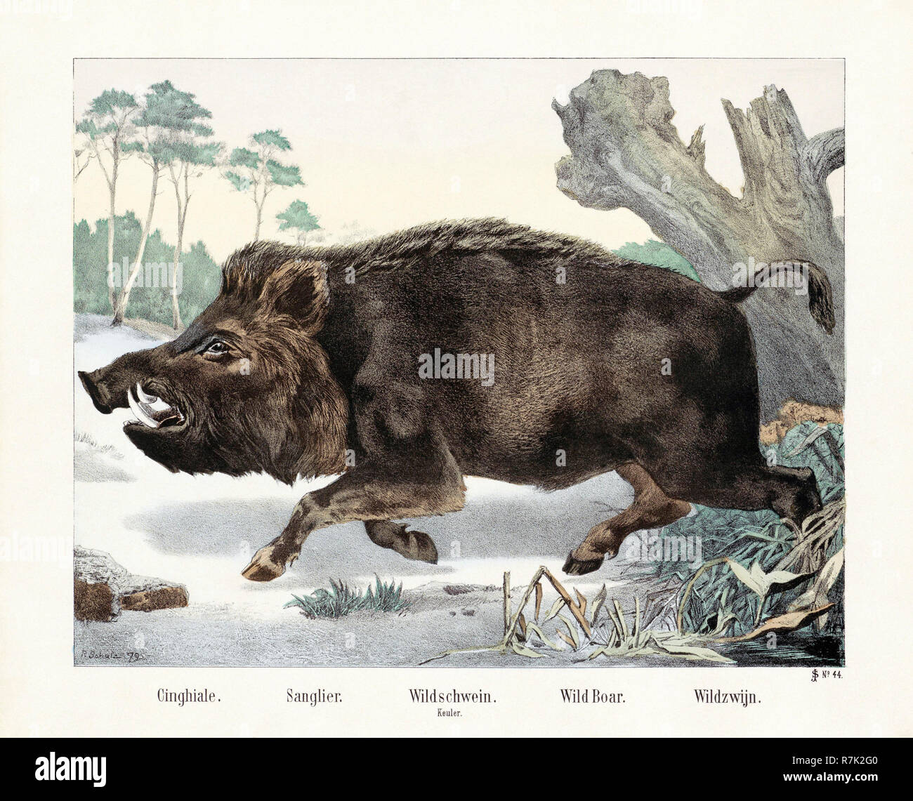 Illustration of wild boar hi-res stock photography and images - Alamy