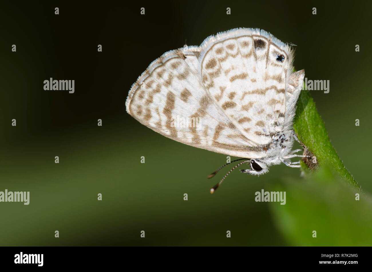 Cassius blue butterfly hi-res stock photography and images - Alamy