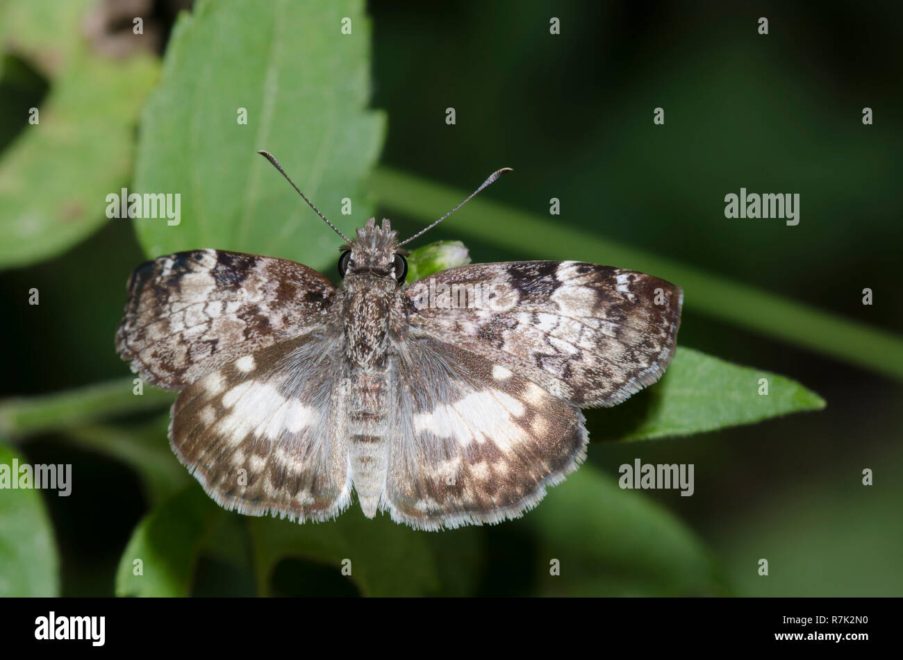 White patched skipper hi-res stock photography and images - Alamy
