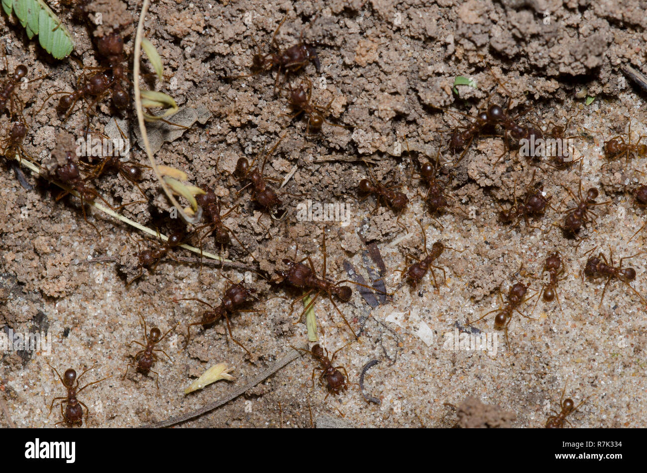 Texas Leaf Cutting Ants, Atta texana Stock Photo - Alamy