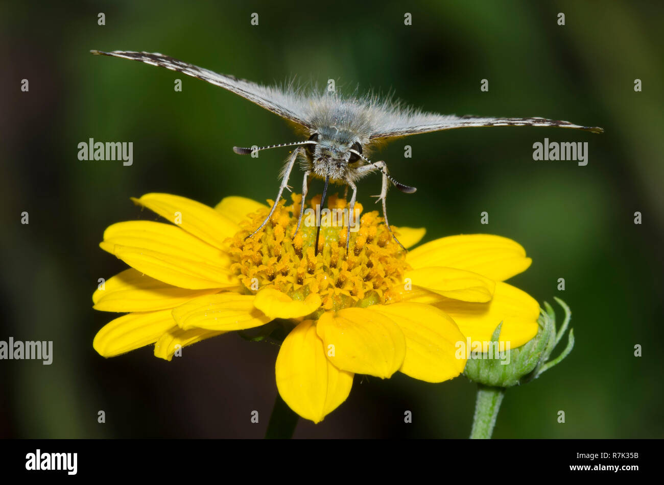 White Checkered-Skipper, Burnsius albezens, nectaring from Skeleton ...