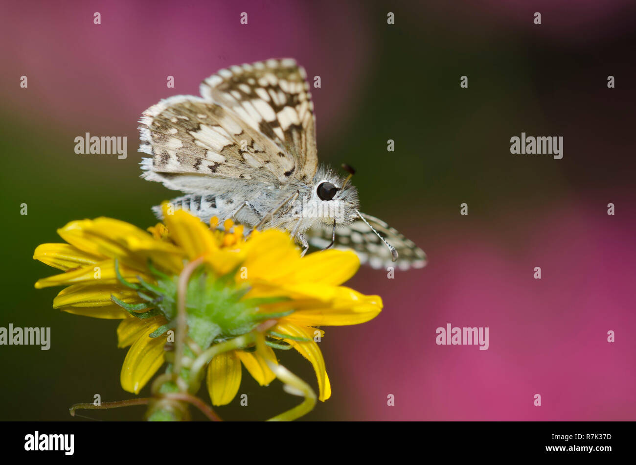 White Checkered-Skipper, Burnsius albezens, nectaring from Skeleton ...