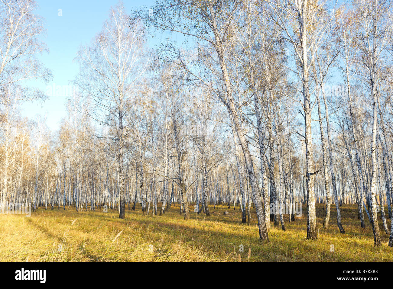 Autumn birch forest Stock Photo - Alamy