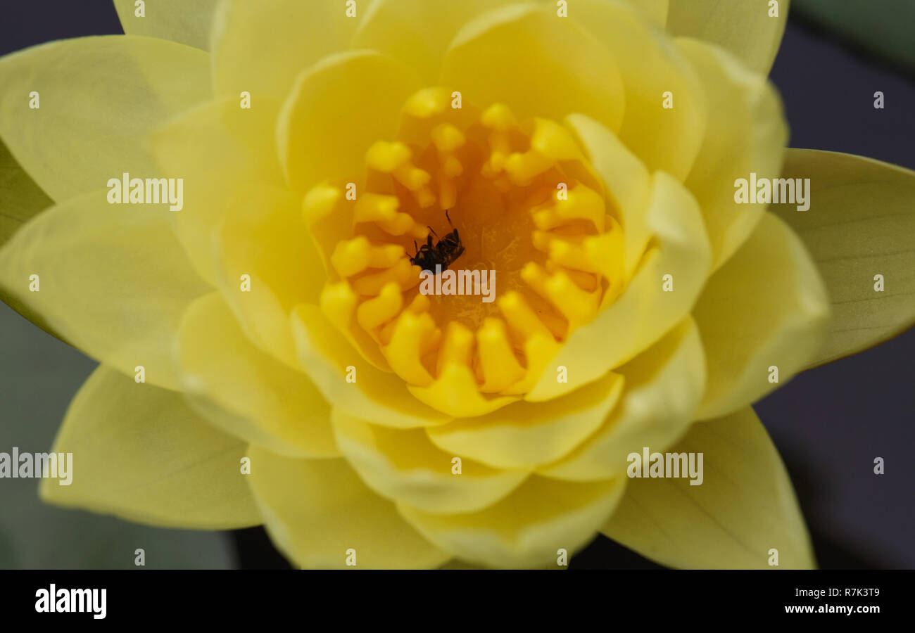 A yellow water lily Stock Photo - Alamy