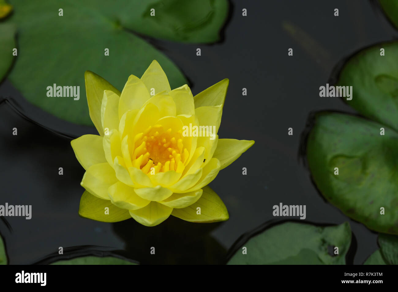 A yellow water lily Stock Photo - Alamy