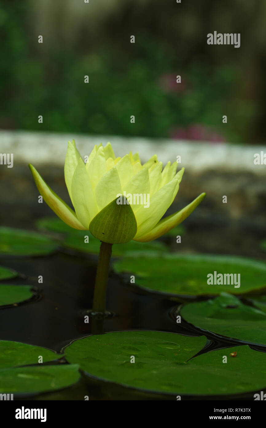 A yellow water lily Stock Photo - Alamy