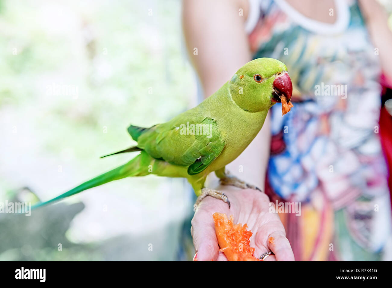 Mango tree portrait hi-res stock photography and images - Alamy