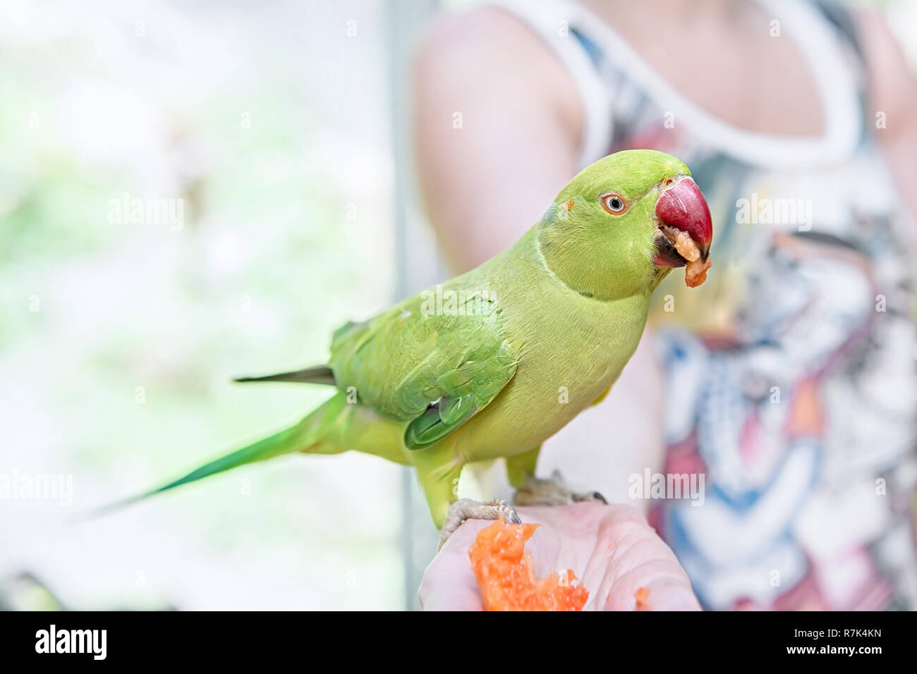 Mango tree portrait hi-res stock photography and images - Alamy