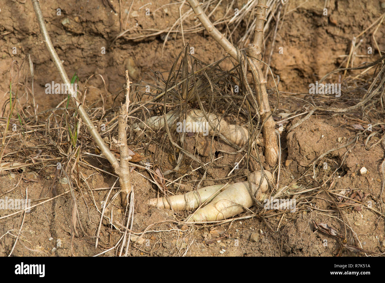 Field With A Manioc Plantation. Cassava Or Manioc Plant Field In ...