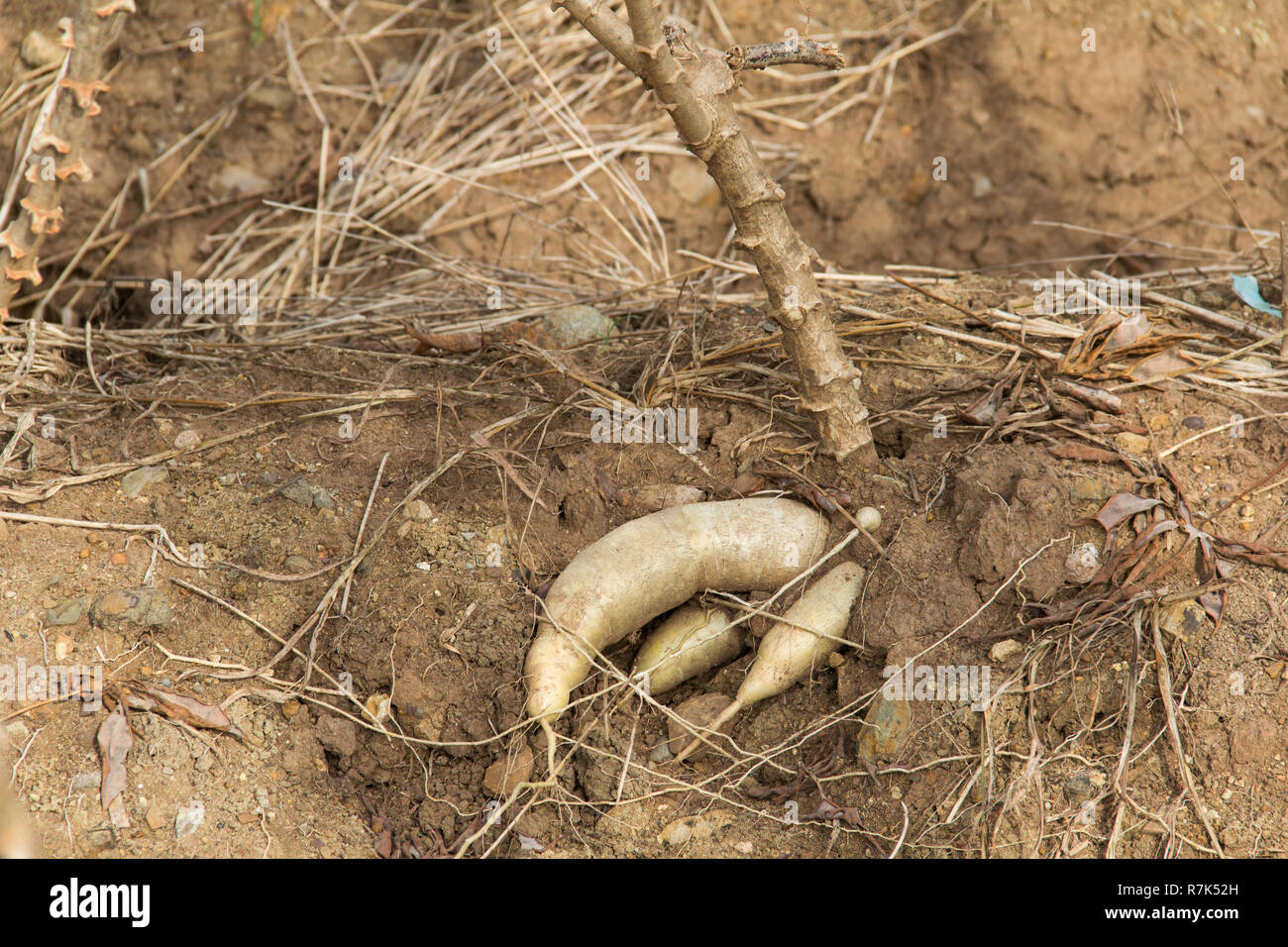 Field With A Manioc Plantation. Cassava Or Manioc Plant Field In ...