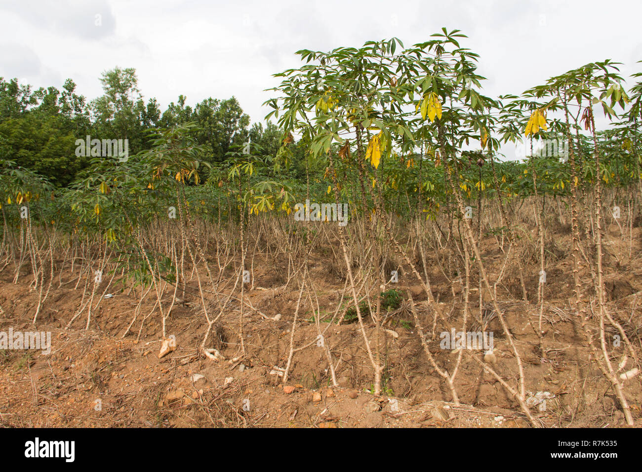 Field With A Manioc Plantation. Cassava Or Manioc Plant Field In ...