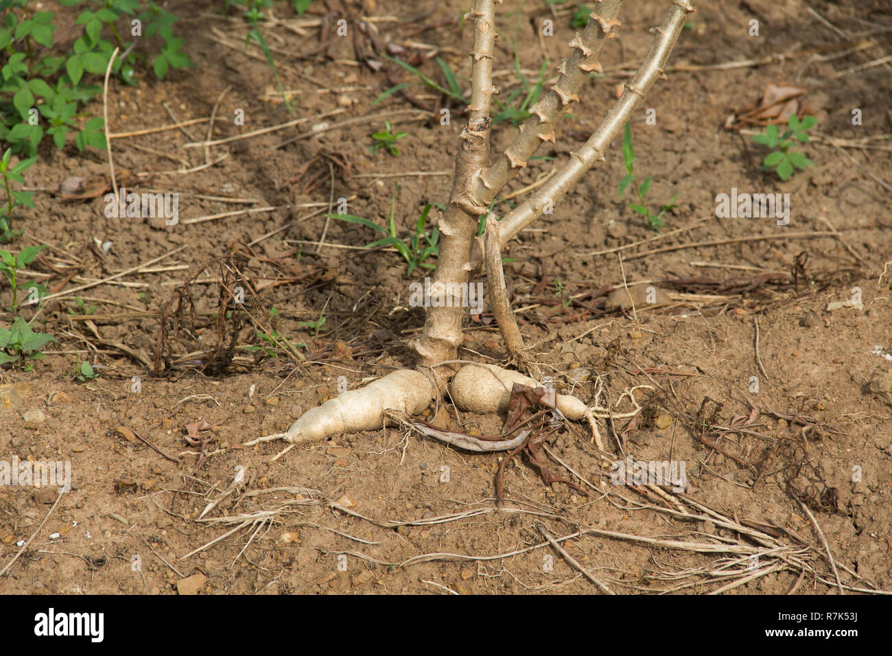 Field With A Manioc Plantation. Cassava Or Manioc Plant Field In ...