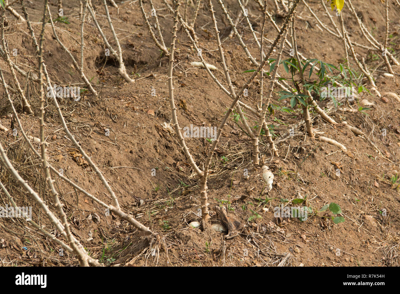 Field With A Manioc Plantation. Cassava Or Manioc Plant Field In ...