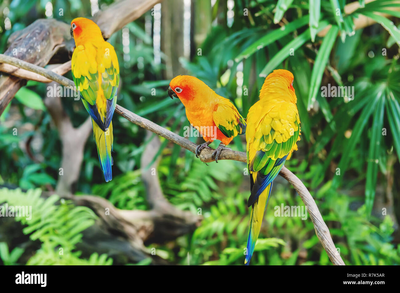 Three beautiful yellow-green wavy parrots are sitting on a branch in a ...