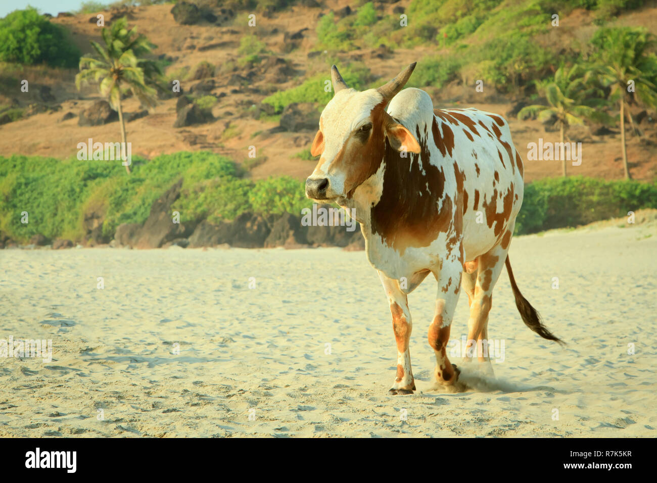 Goa beach cow hi-res stock photography and images - Alamy