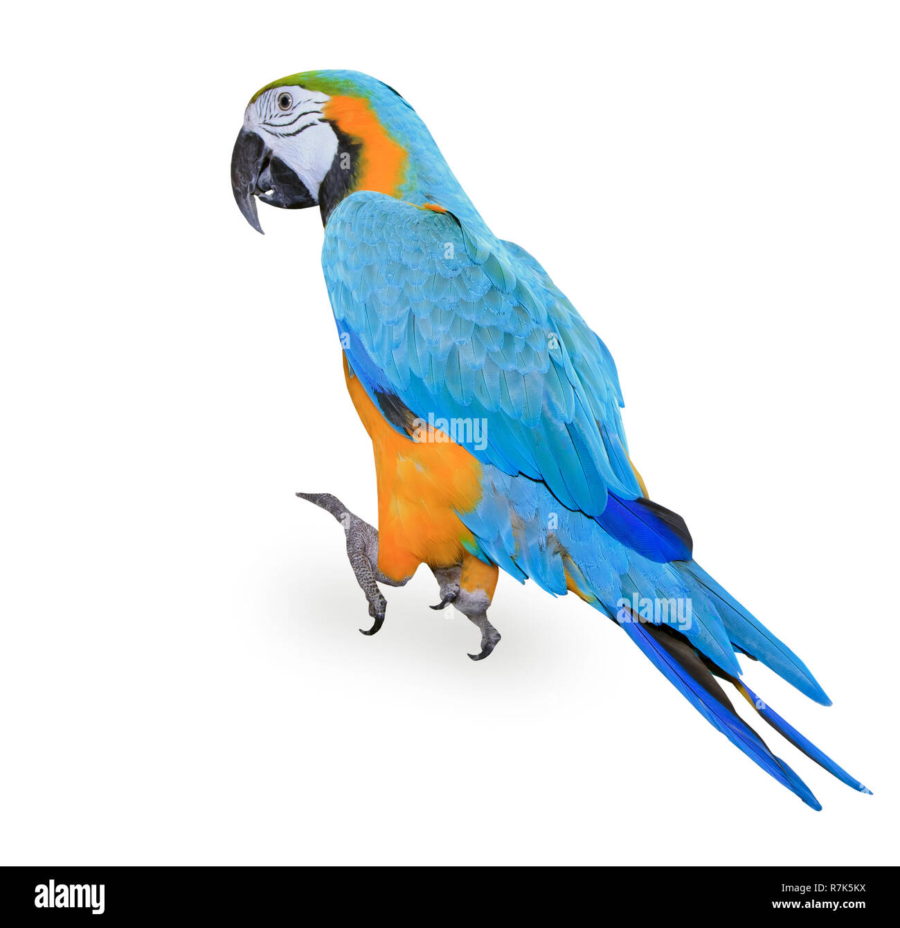 Bird yellow blue Cut Out Stock Images & Pictures - Alamy