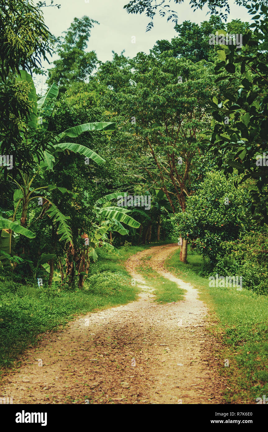 Foggy morning. Dirt road in the jungle. Dry season Stock Photo - Alamy