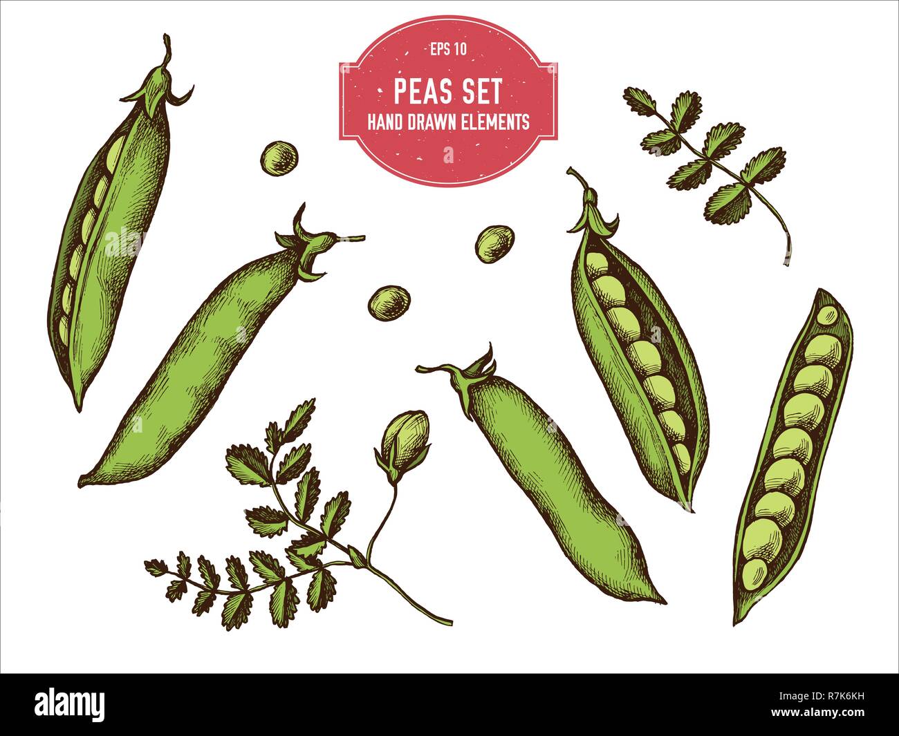 Vector collection of hand drawn colored peas Stock Vector Image & Art ...