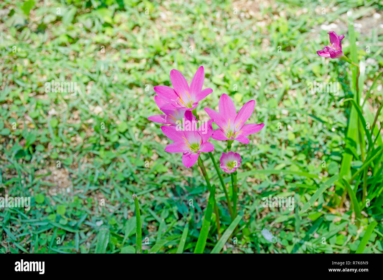 tropical flower of pink color with narrow leaves Stock Photo - Alamy