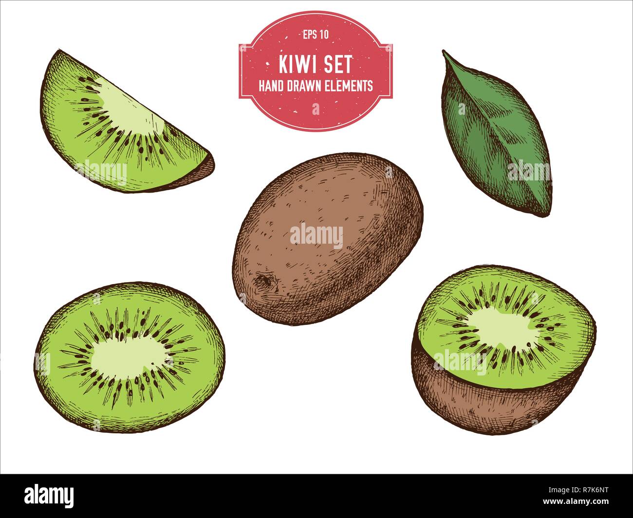 Vector collection of hand drawn colored kiwi Stock Vector Image & Art ...