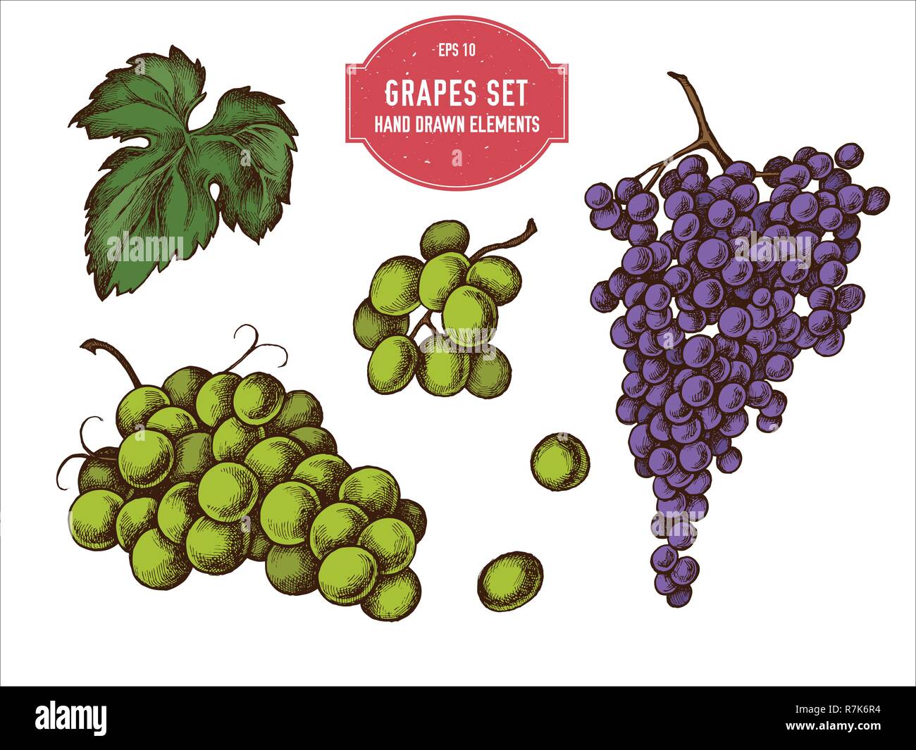 Vector collection of hand drawn colored grapes Stock Vector Image & Art ...