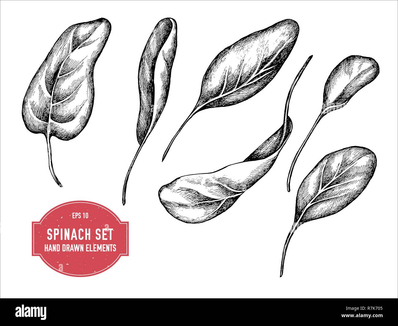 Spinach Stock Vector Images - Alamy