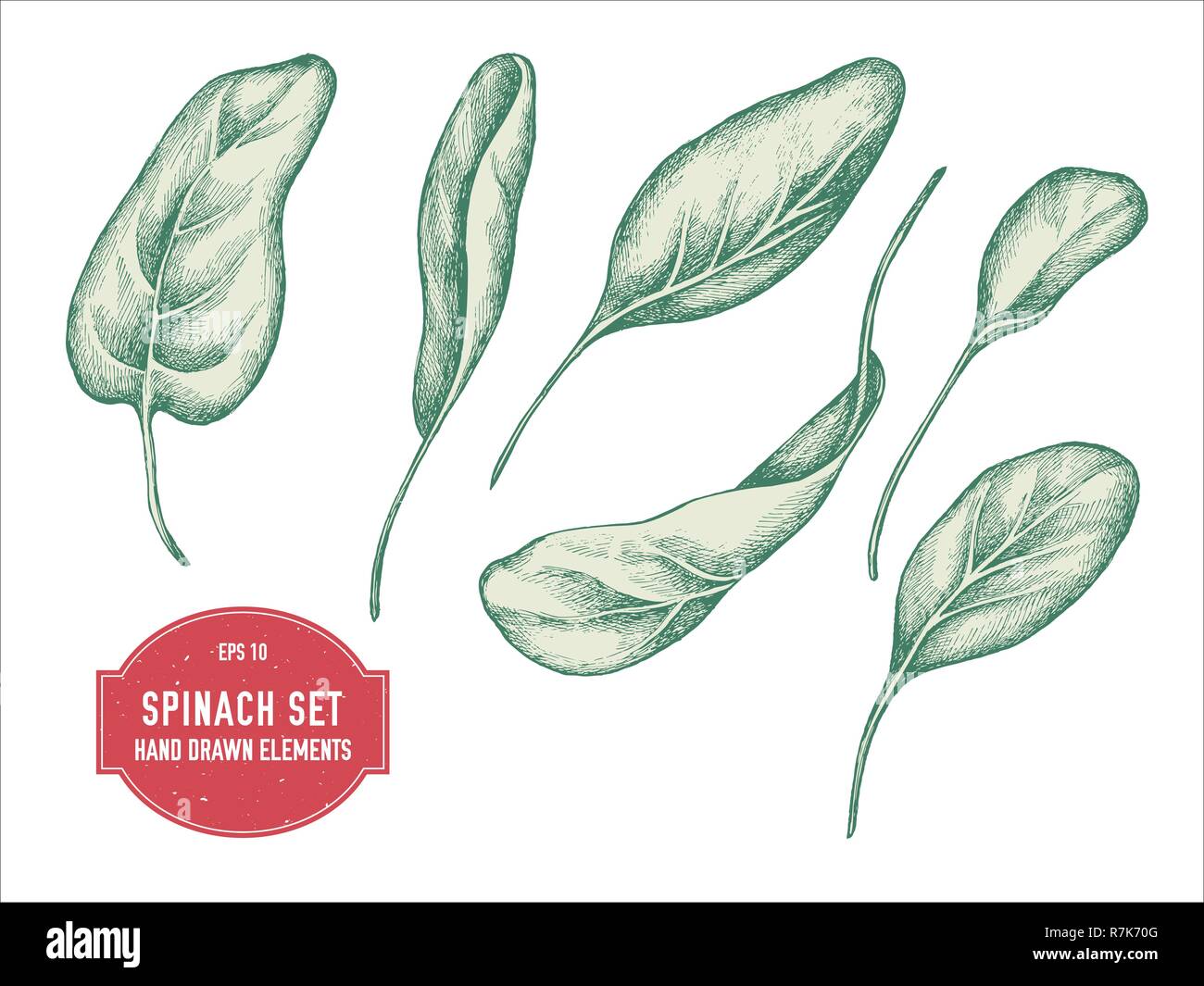 Vector collection of hand drawn pastel spinach Stock Vector Image & Art ...