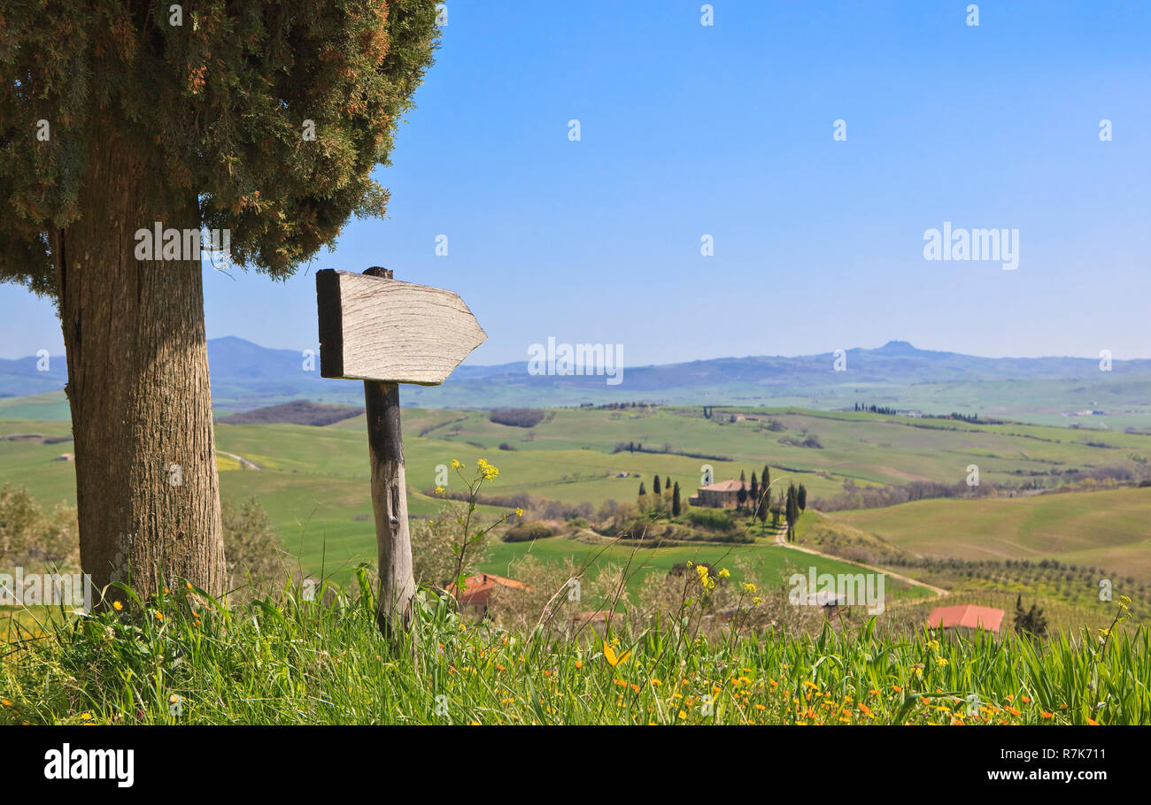 Cypress and wooden sign on meadow with yellow flowers in front of ...