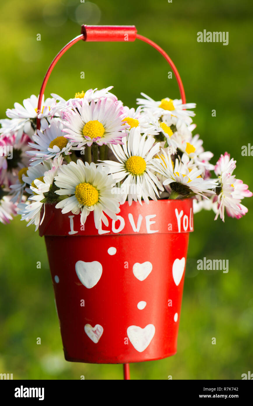 Little bucket with daisy flowers Stock Photo - Alamy