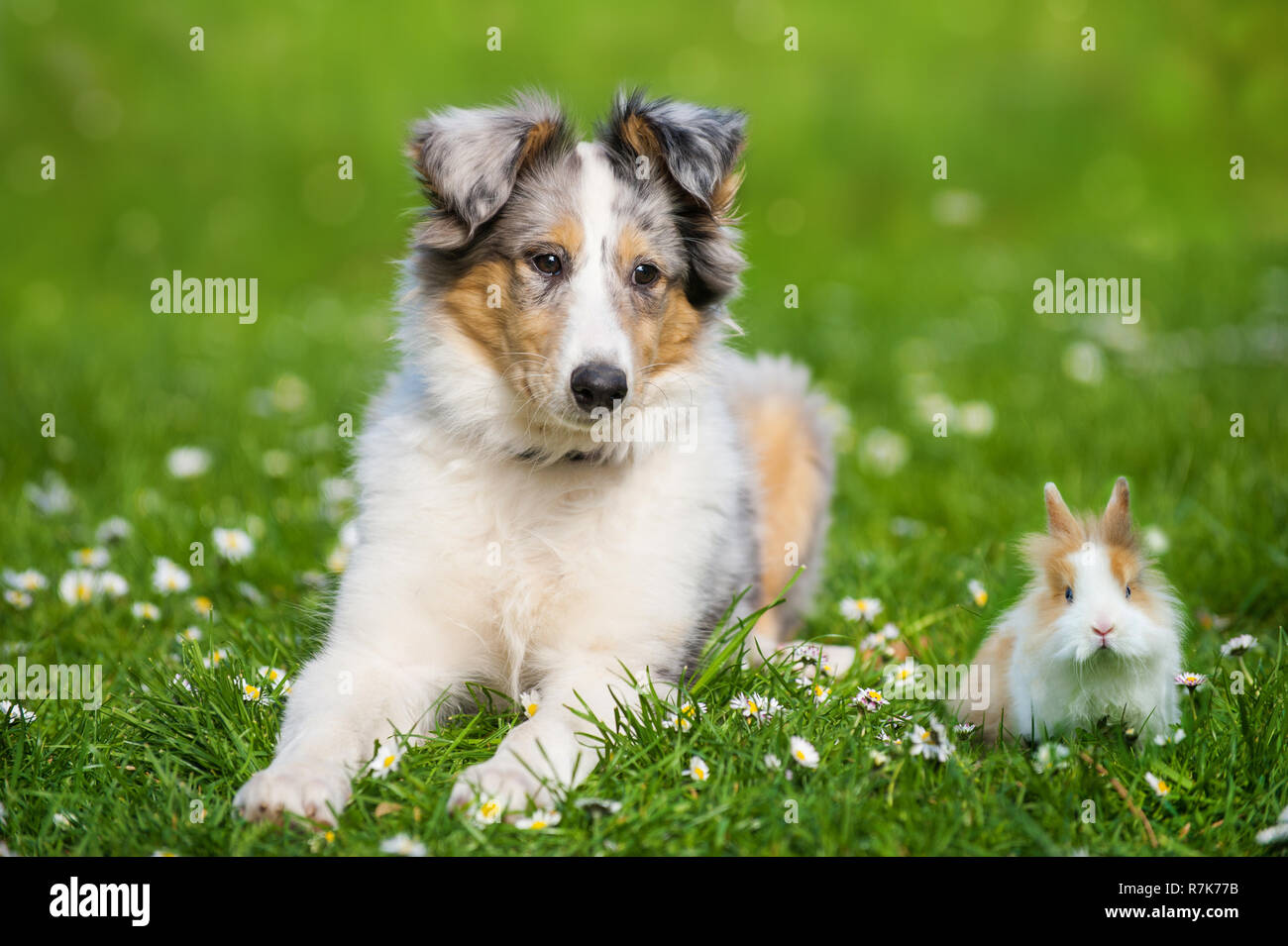 American collie hi-res stock photography and images - Alamy