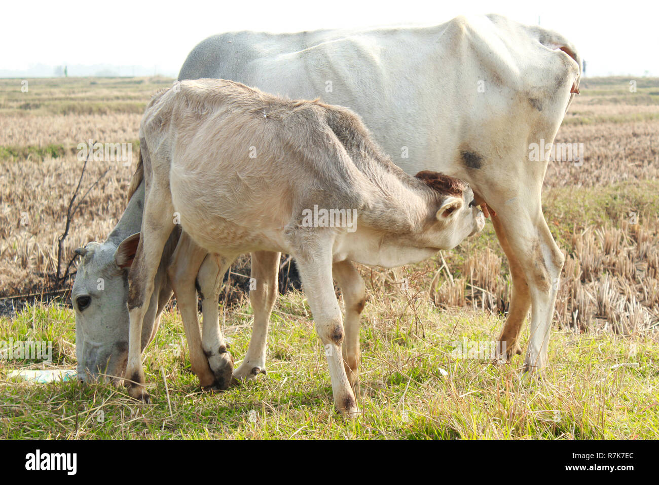 Cow brestfeeding hi-res stock photography and images - Alamy