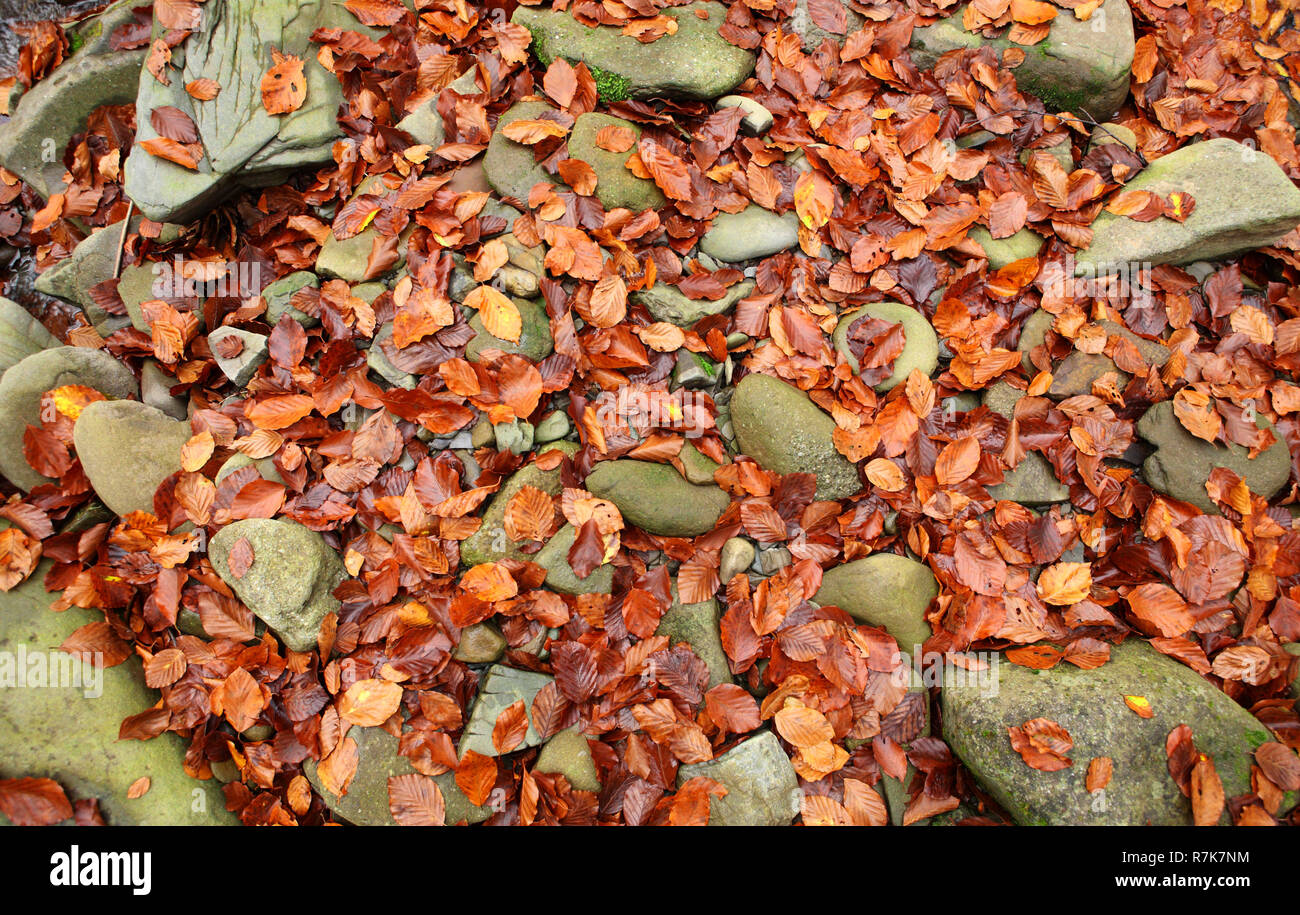 Beech leaves on an annual stone. Natural texture Stock Photo - Alamy