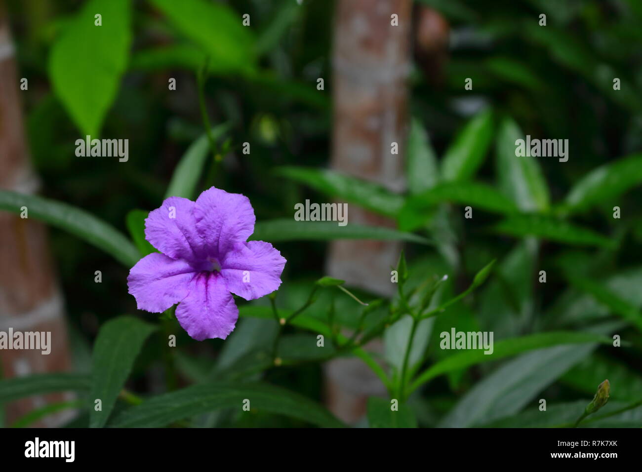 Pandanus flower hi-res stock photography and images - Alamy
