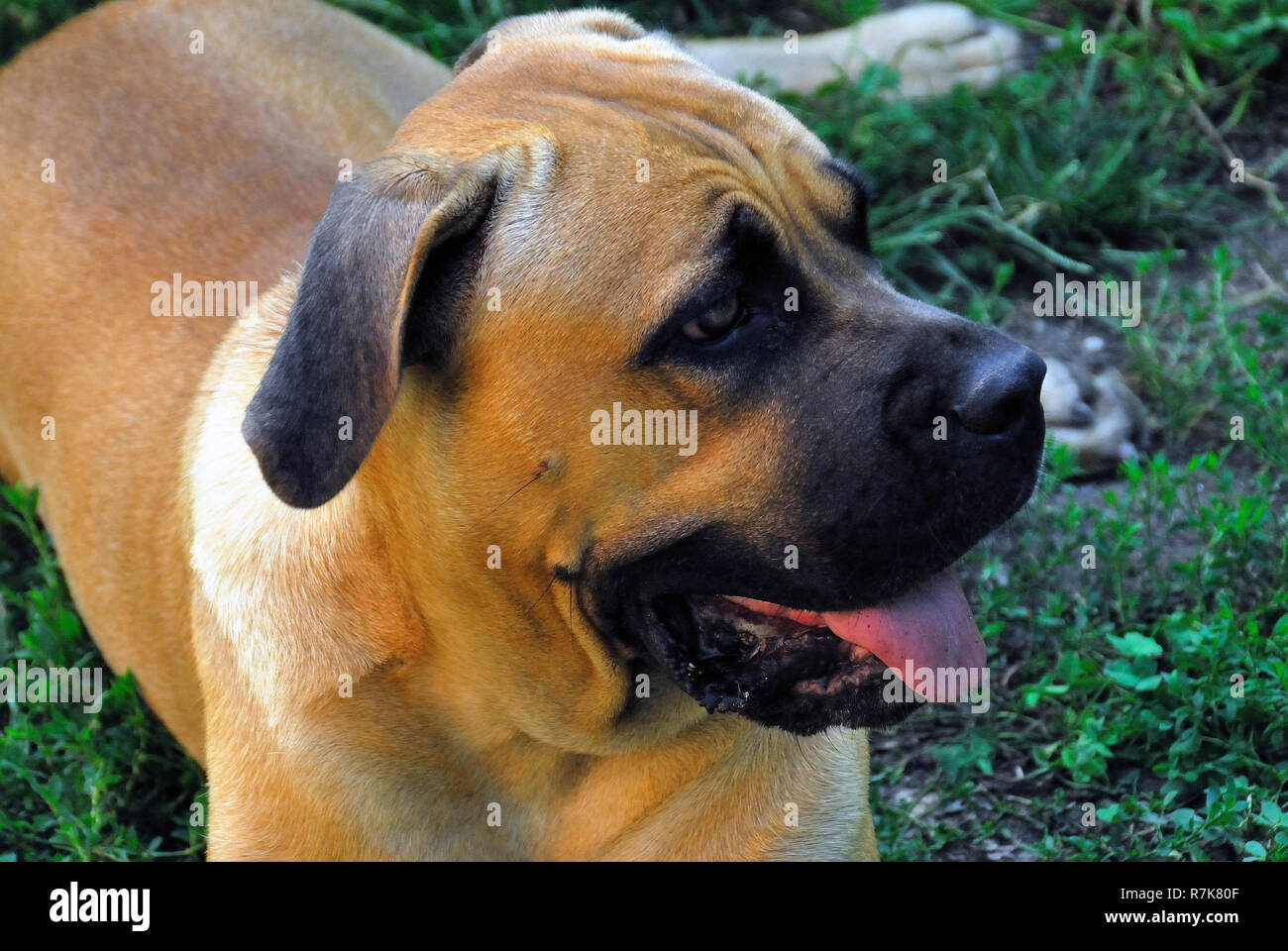 The oldest italian dog breed hi-res stock photography and images - Alamy