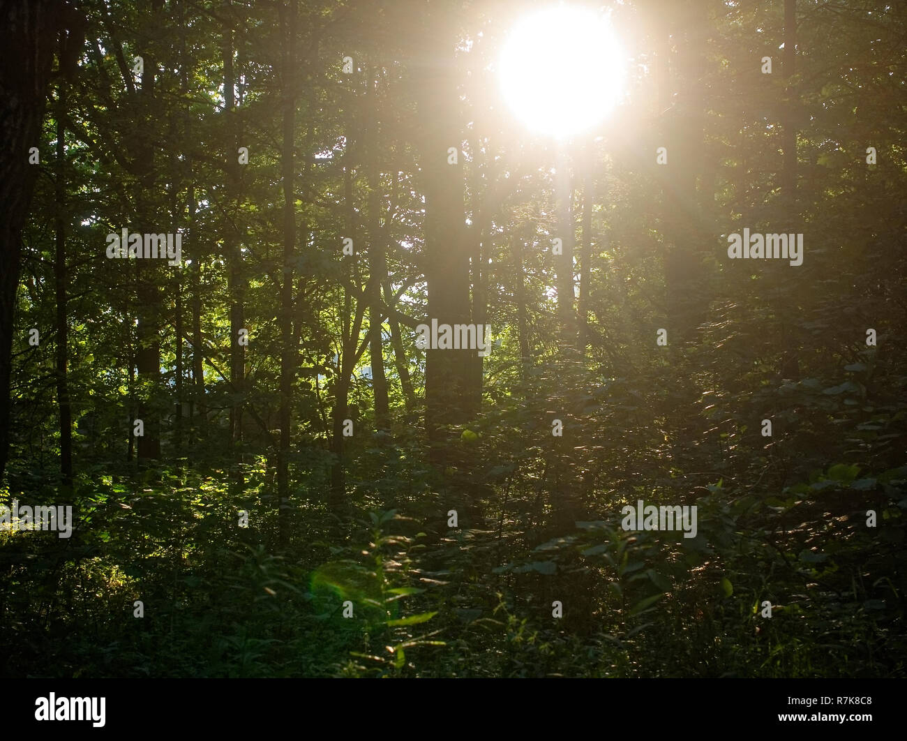 panicle with wild grass seeds in the sun, summer Stock Photo - Alamy