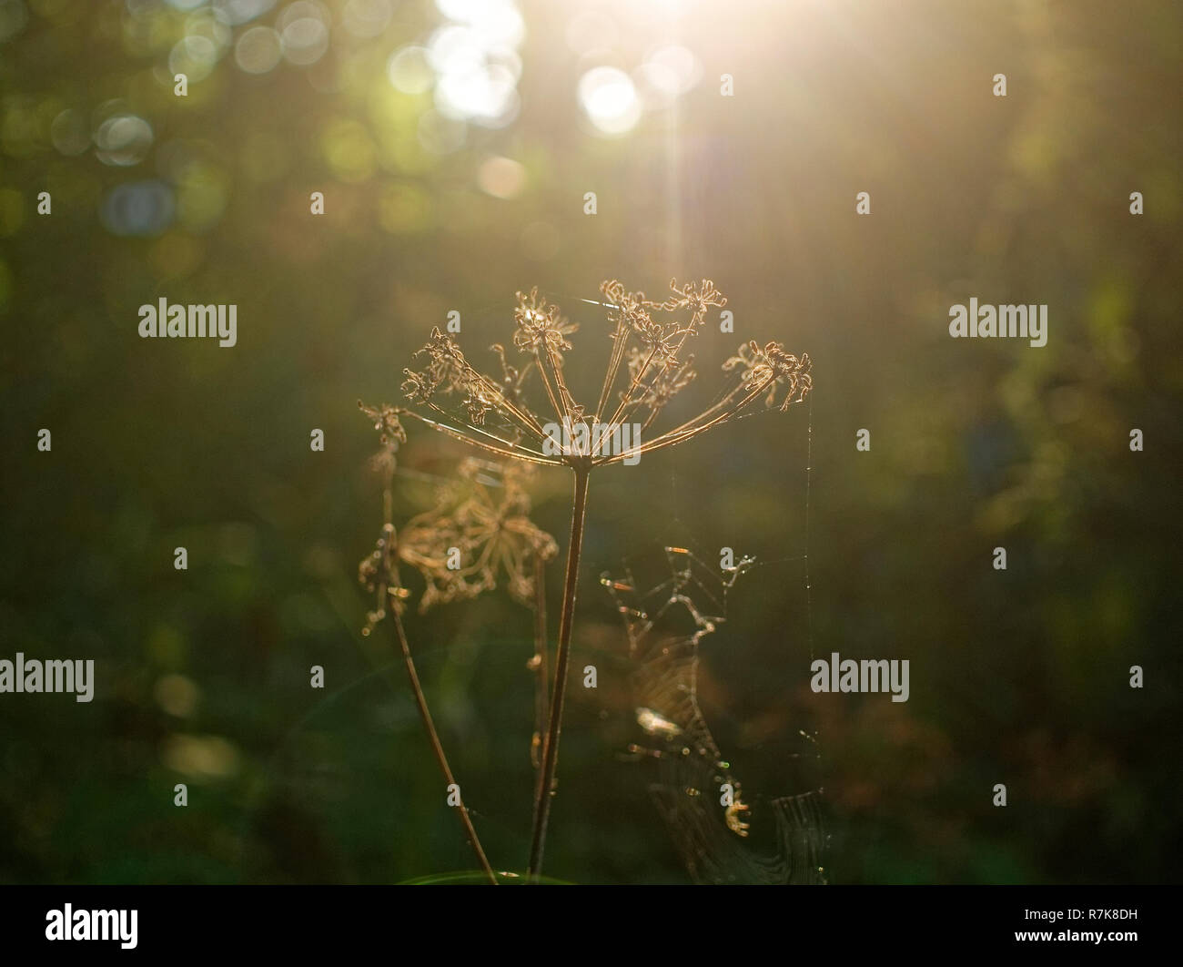 panicle with wild grass seeds in the sun, summer Stock Photo - Alamy