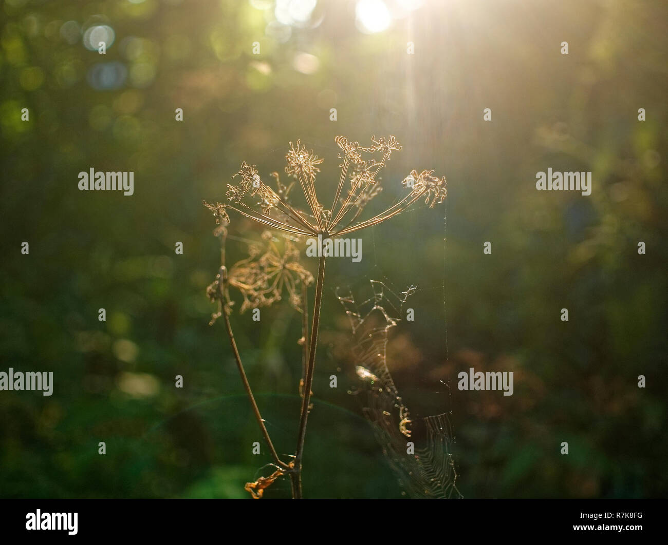 Seed flow with wind hi-res stock photography and images - Alamy
