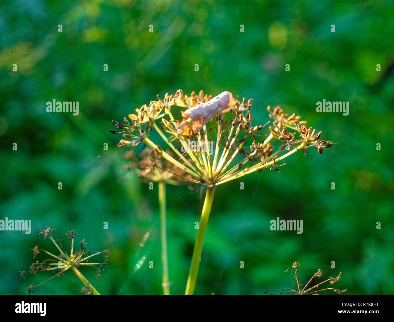 Panicle seeds hi-res stock photography and images - Alamy