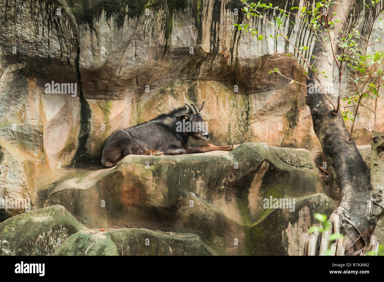 Animal Wildlife in zoo: Sumatran Serow (Capricornis sumatraensis) is ...
